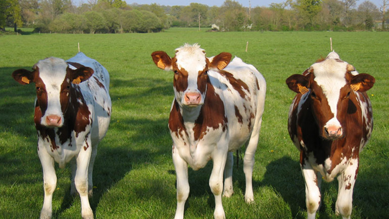 Düve Döneminde Beslenme – Balıkesir Damızlık Birliği